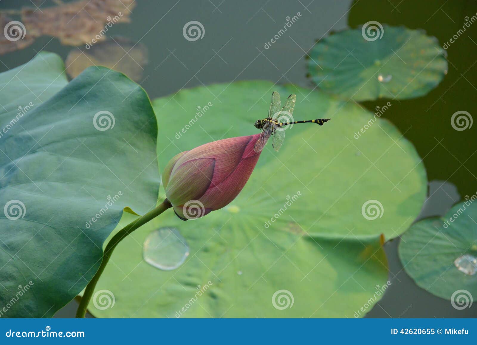 Dragonfly and lotus flower stock image. Image of nelumbonaceae - 42620655