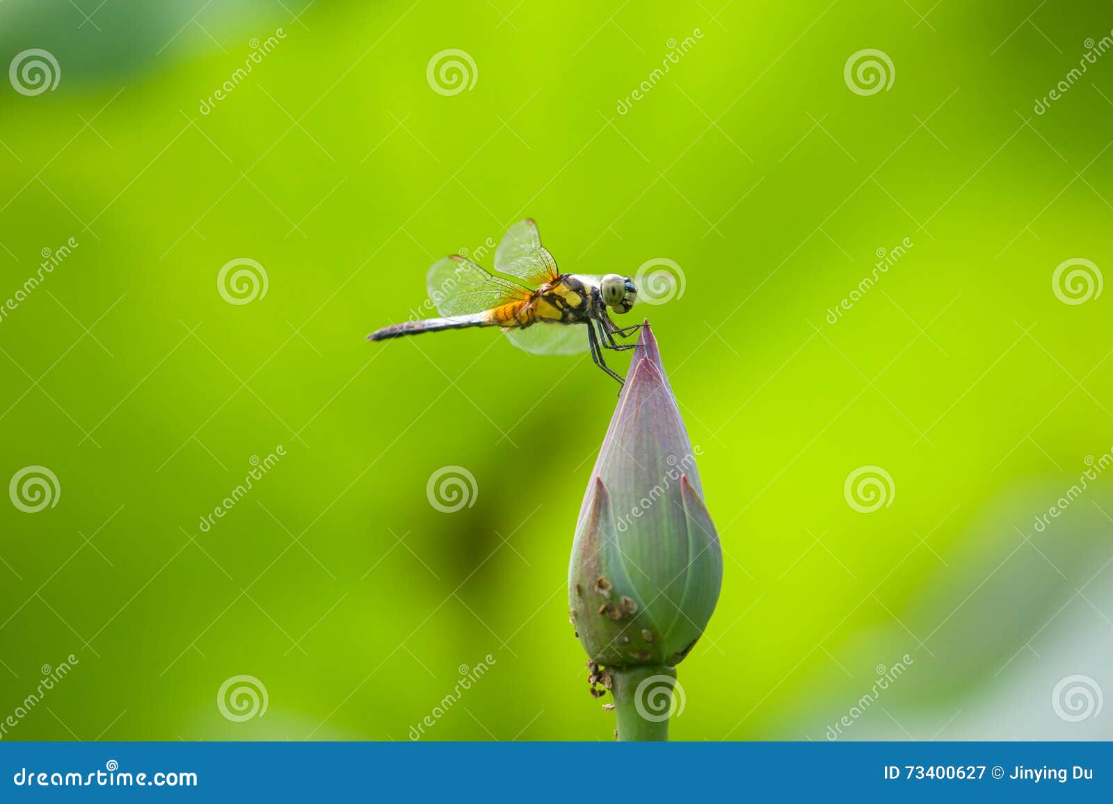 Dragonfly on lotus flower stock image. Image of blossom - 73400627
