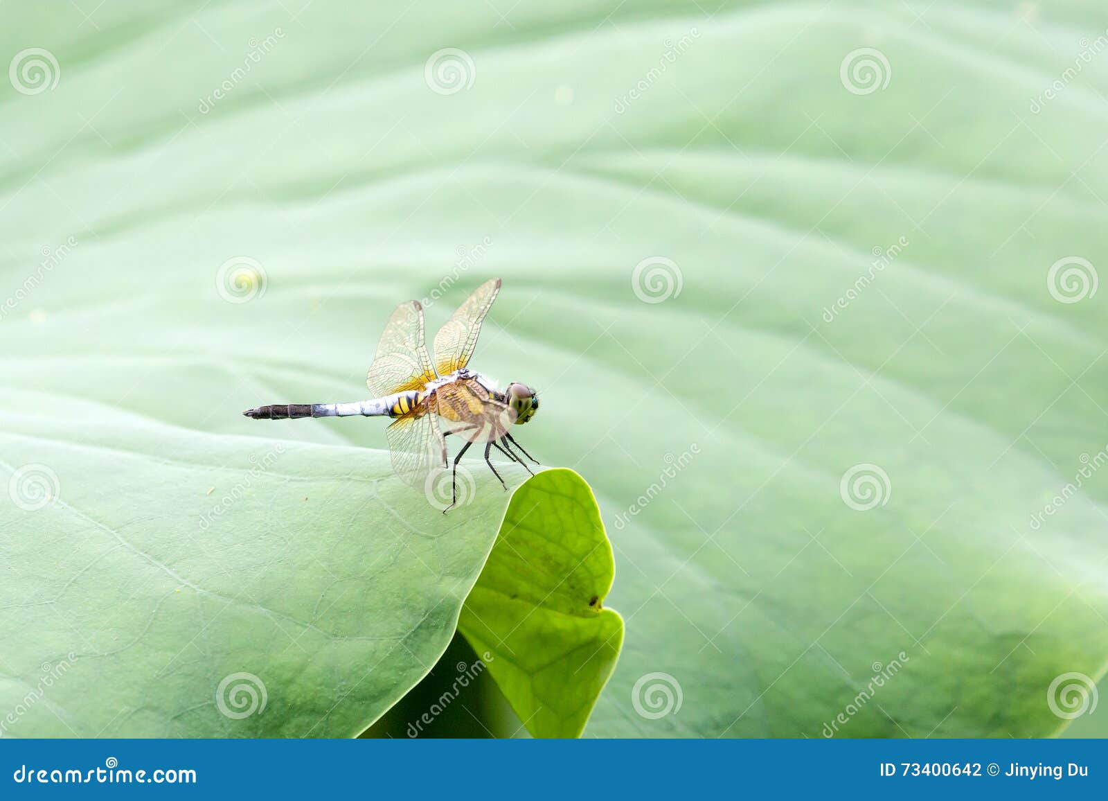 Dragonfly on lotus flower stock photo. Image of blossom - 73400642