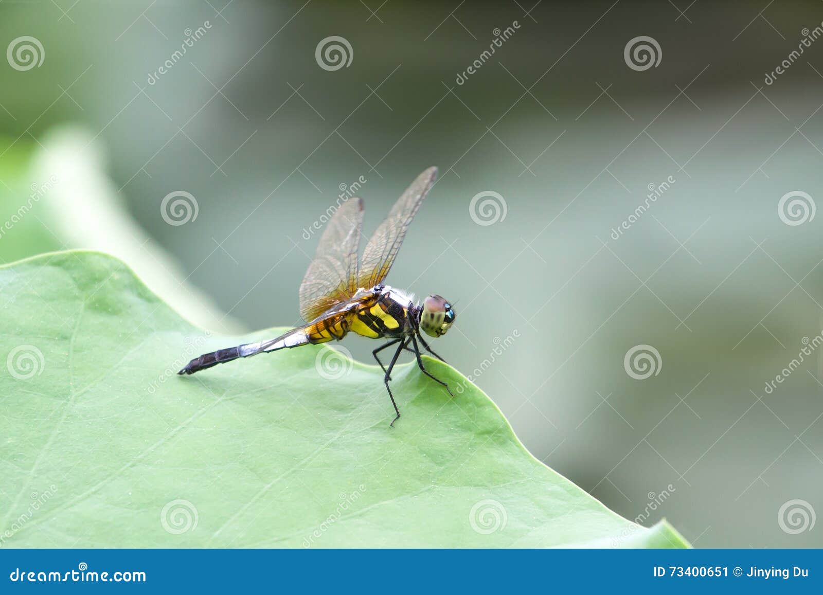 Dragonfly on lotus flower stock image. Image of flying - 73400651