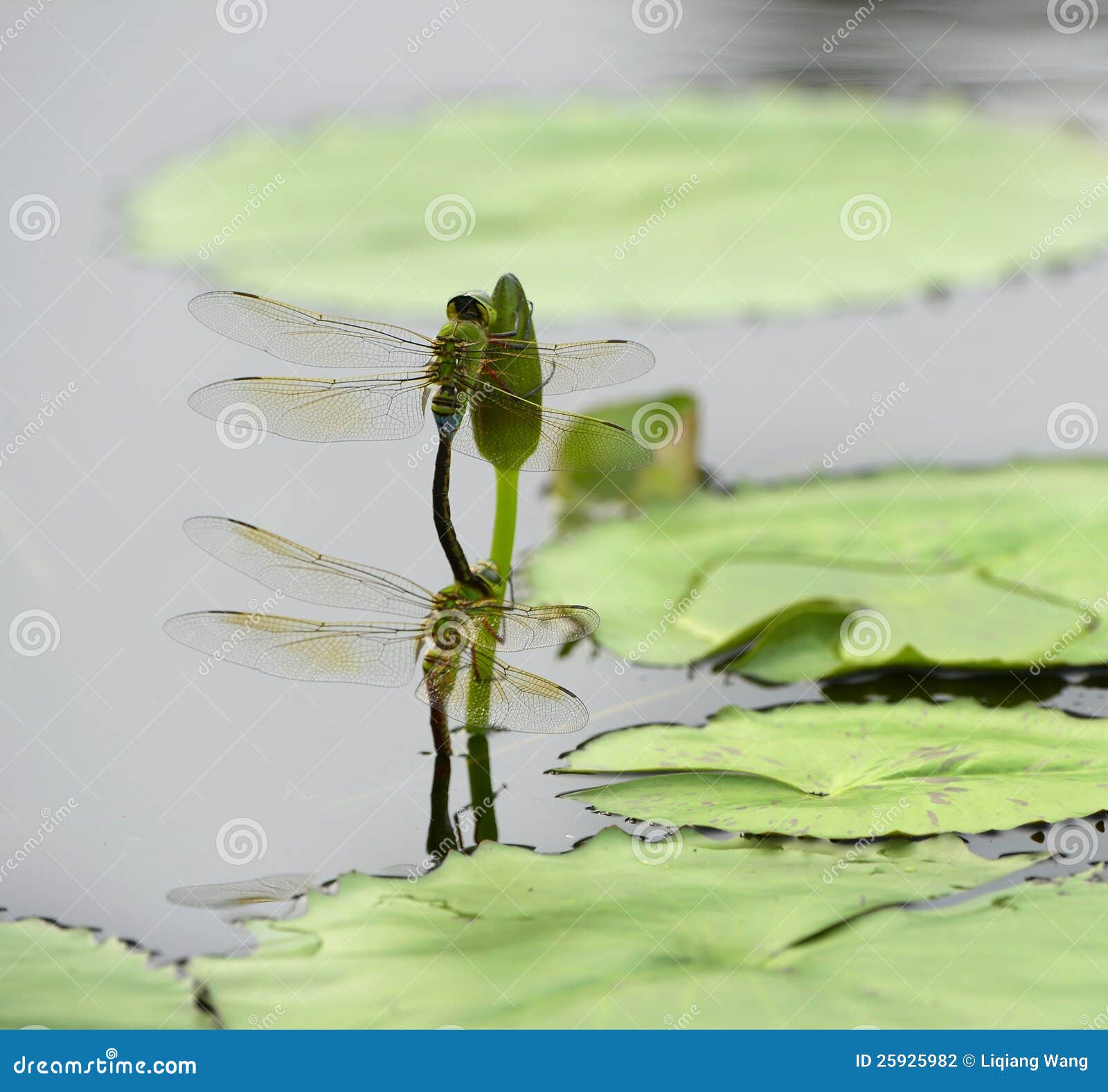 Dragonfly lotus leaf stock photo. Image of beautiful - 25925982