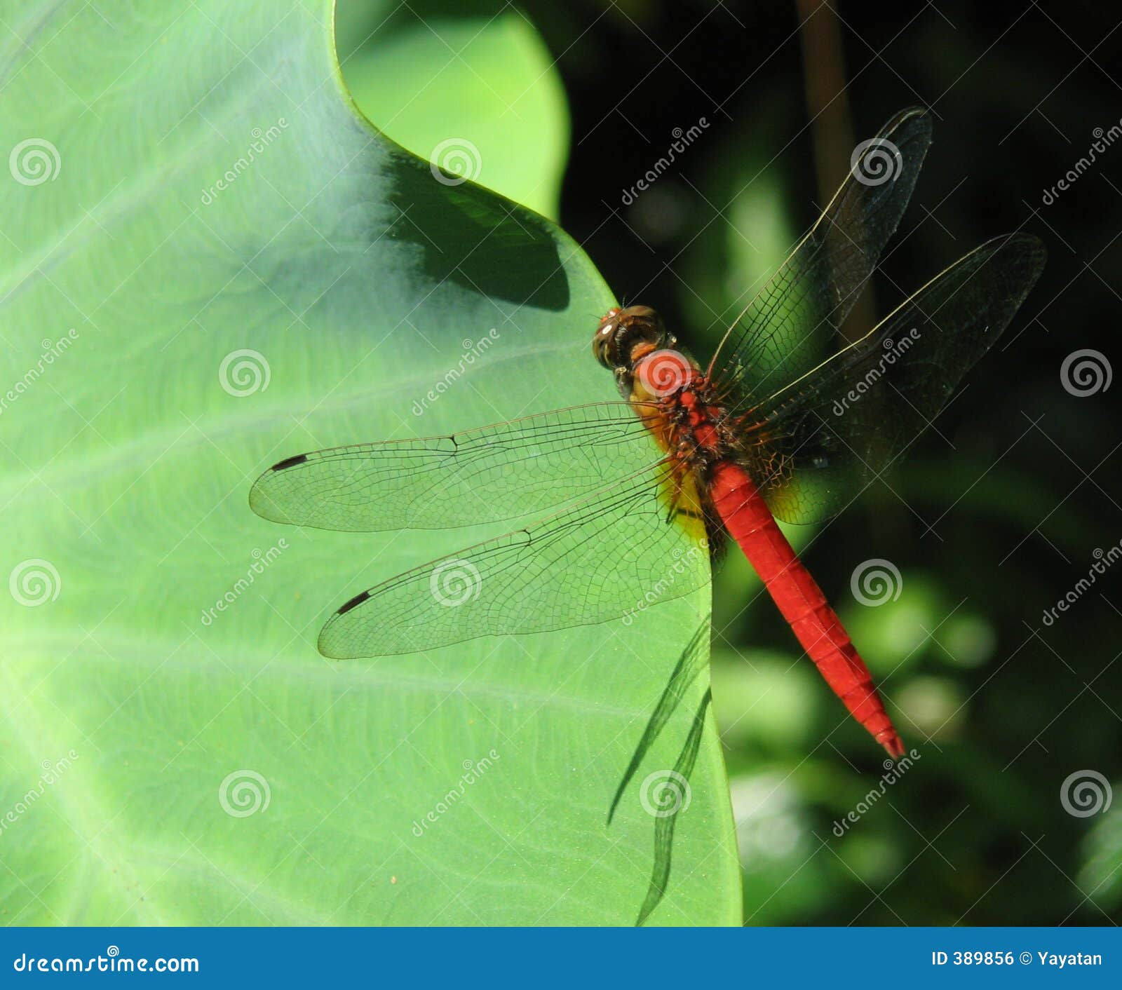 Dragonfly on Lotus Leaf stock photo. Image of resting, leaf - 389856