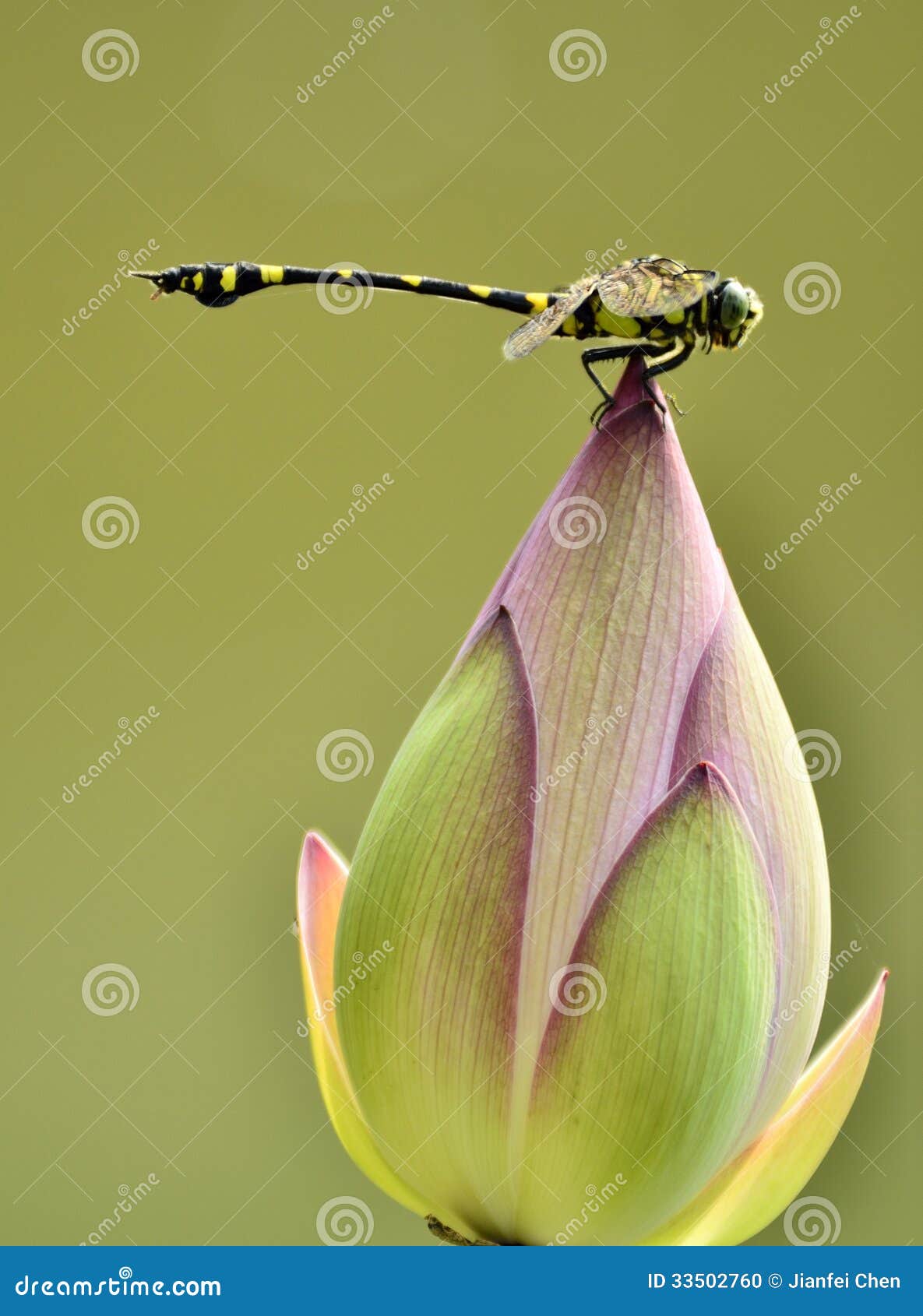 Dragonfly and Lotus stock photo. Image of species, relax - 33502760