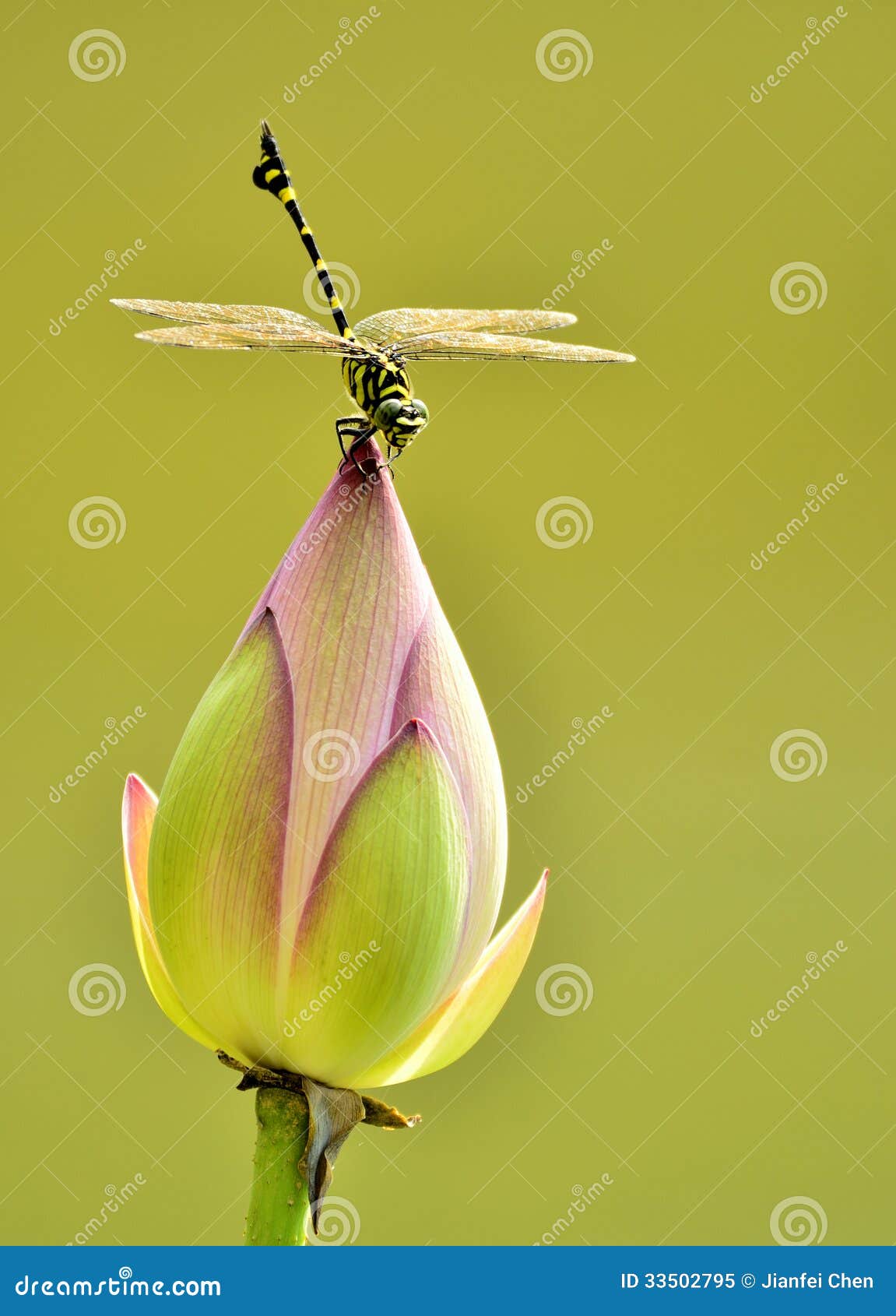 Dragonfly and Lotus stock image. Image of garden, serene - 33502795