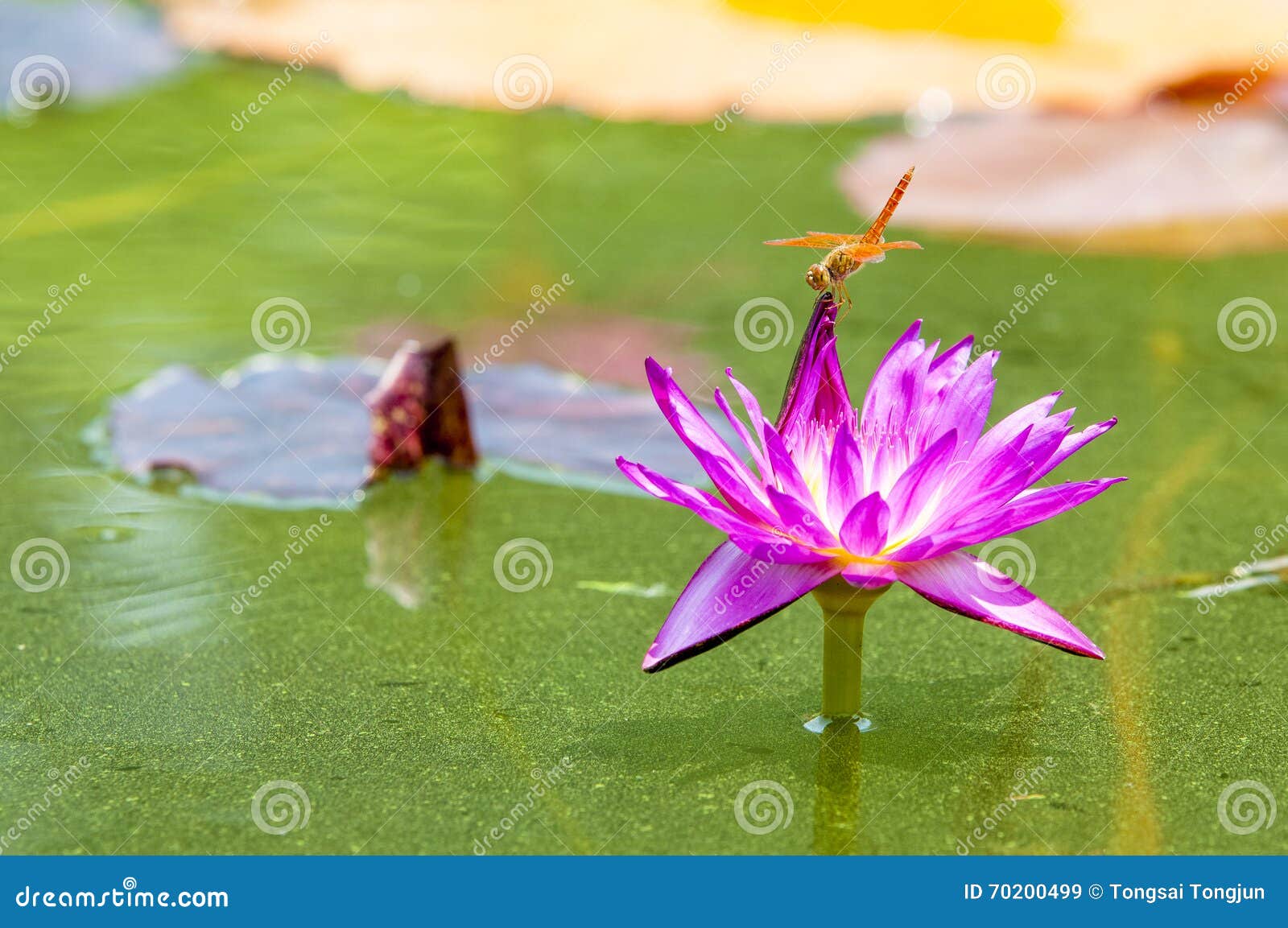 Dragonfly and Lotus stock image. Image of summer, look - 70200499