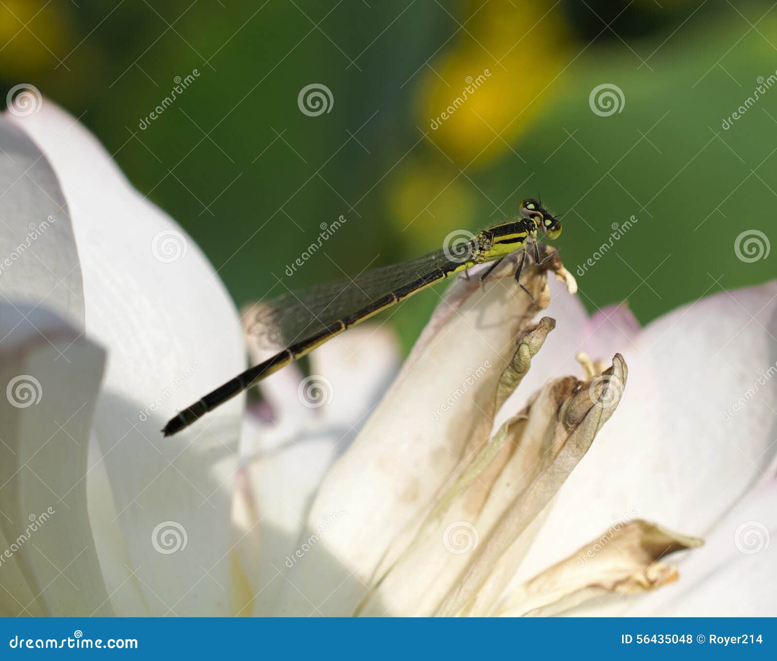 Dragonfly on Lotus stock photo. Image of dragonfly, nature - 56435048
