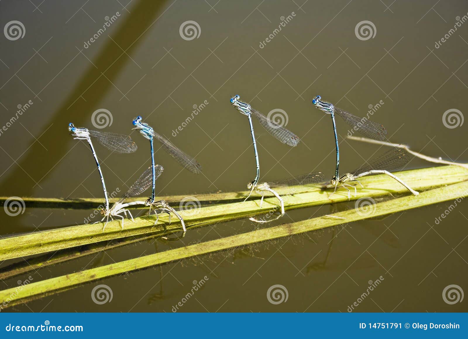 Dragonfly Love stock image. Image of leaf, gray, blue - 14751791