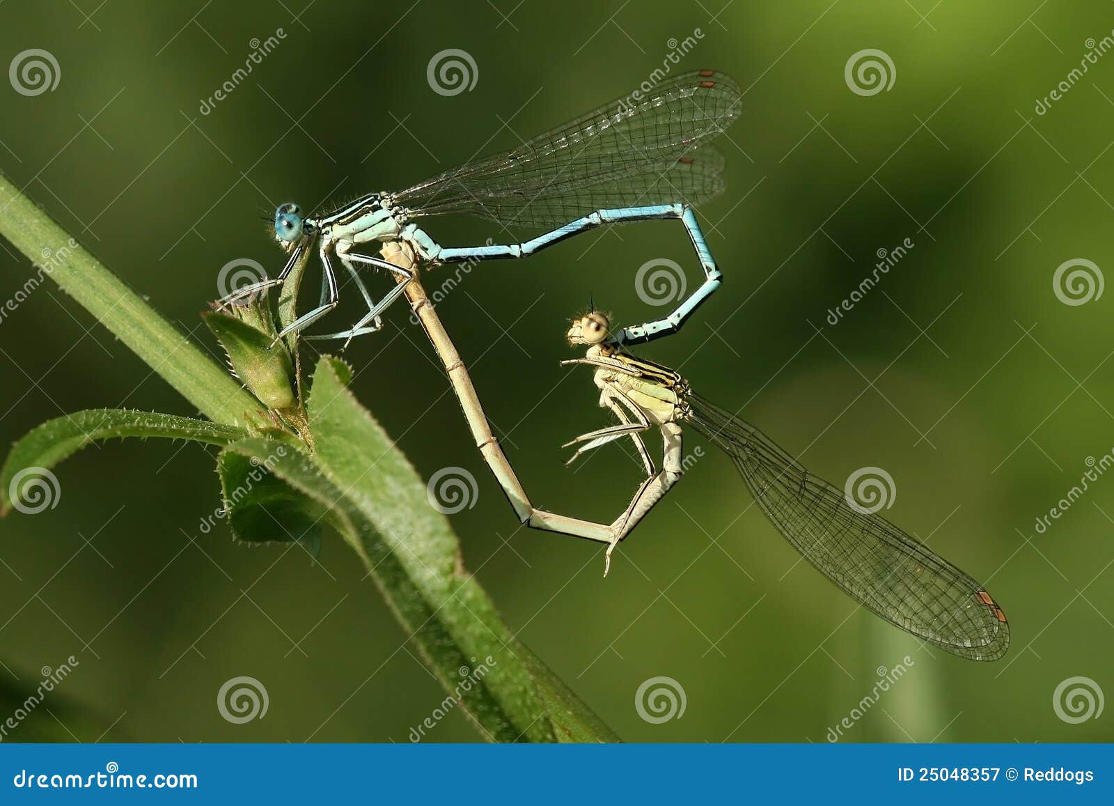 Dragonfly love stock image. Image of black, green, elegans - 25048357