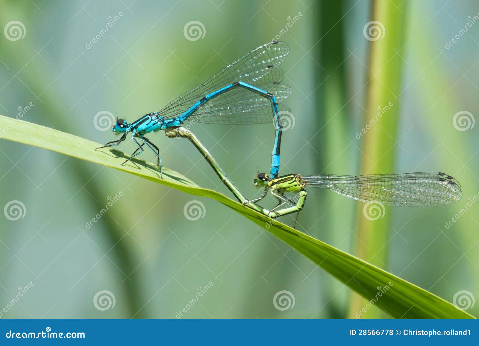 Dragonfly in love stock photo. Image of macro, buzz, dragonfly - 28566778
