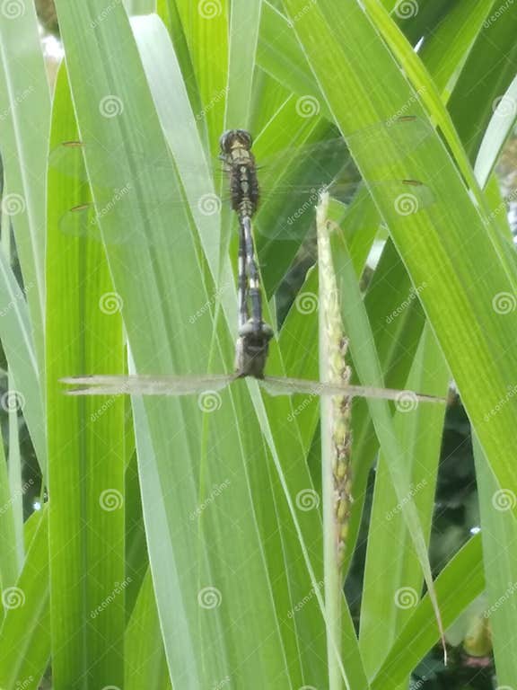 Dragonfly in Love between Rice Plants Stock Photo - Image of plants ...