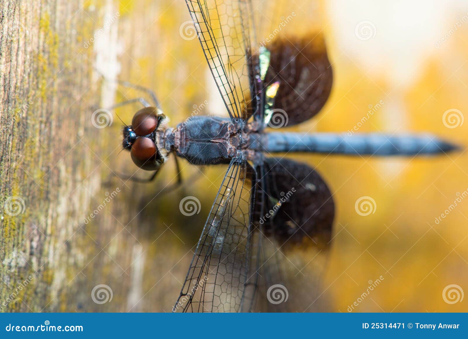 Dragonfly Macro stock image. Image of macro, dragon, dragonflies - 25314471