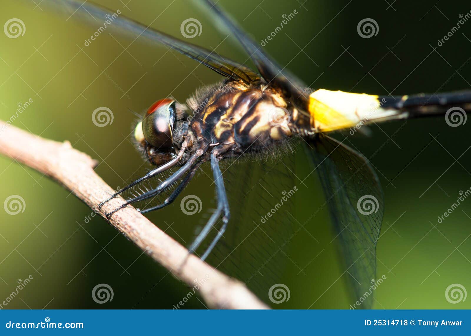 Dragonfly Macro stock photo. Image of dragonfly, dragonflies - 25314718
