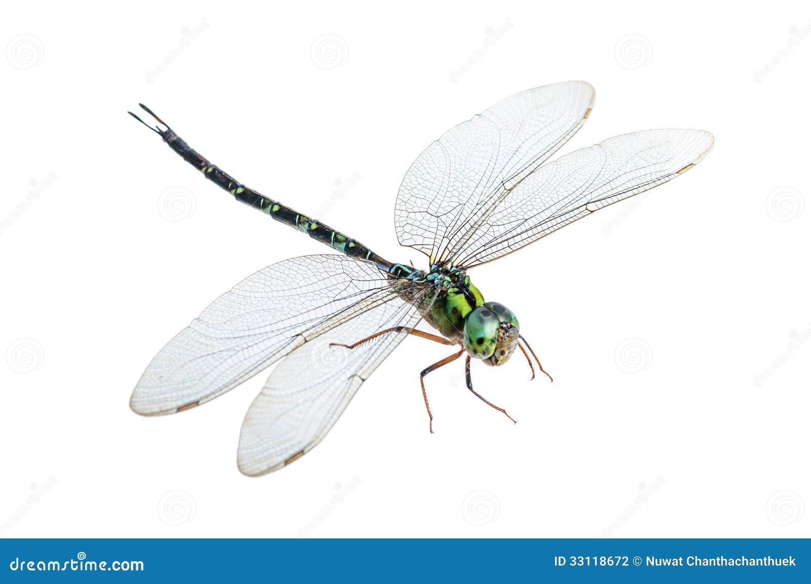 Dragonfly Macro Isolated Stock Photography - Image: 33118672