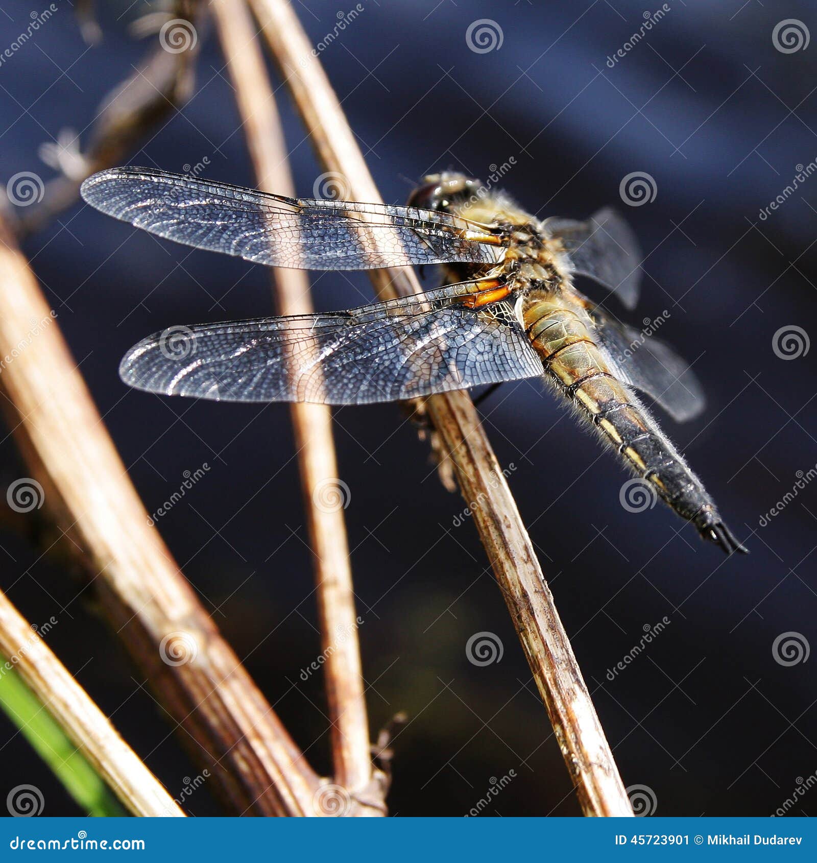 Dragonfly stock image. Image of predator, hairs, macro - 45723901