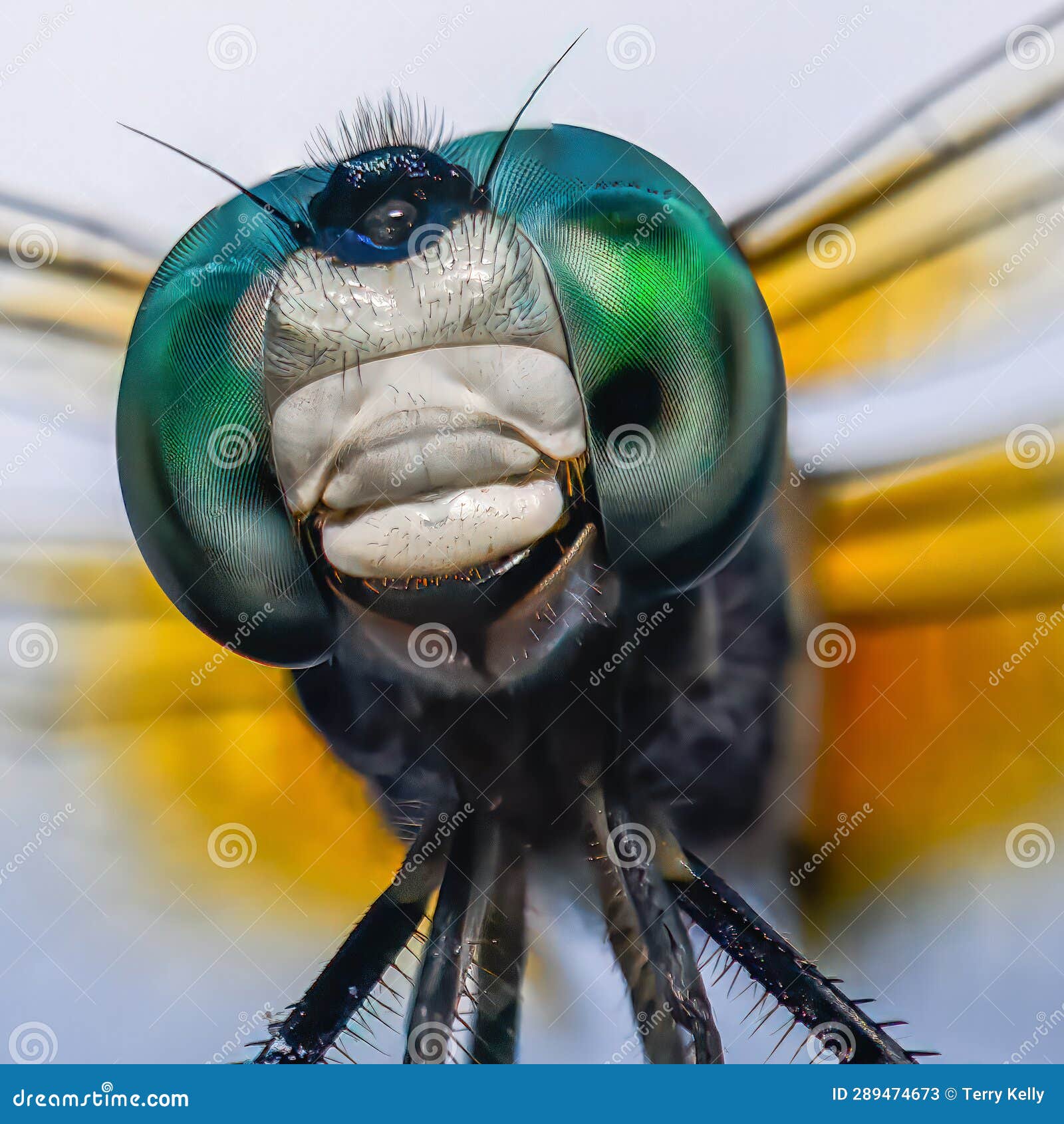 Dragonfly Macro Photography Stock Image - Image of defokused, damselfly ...