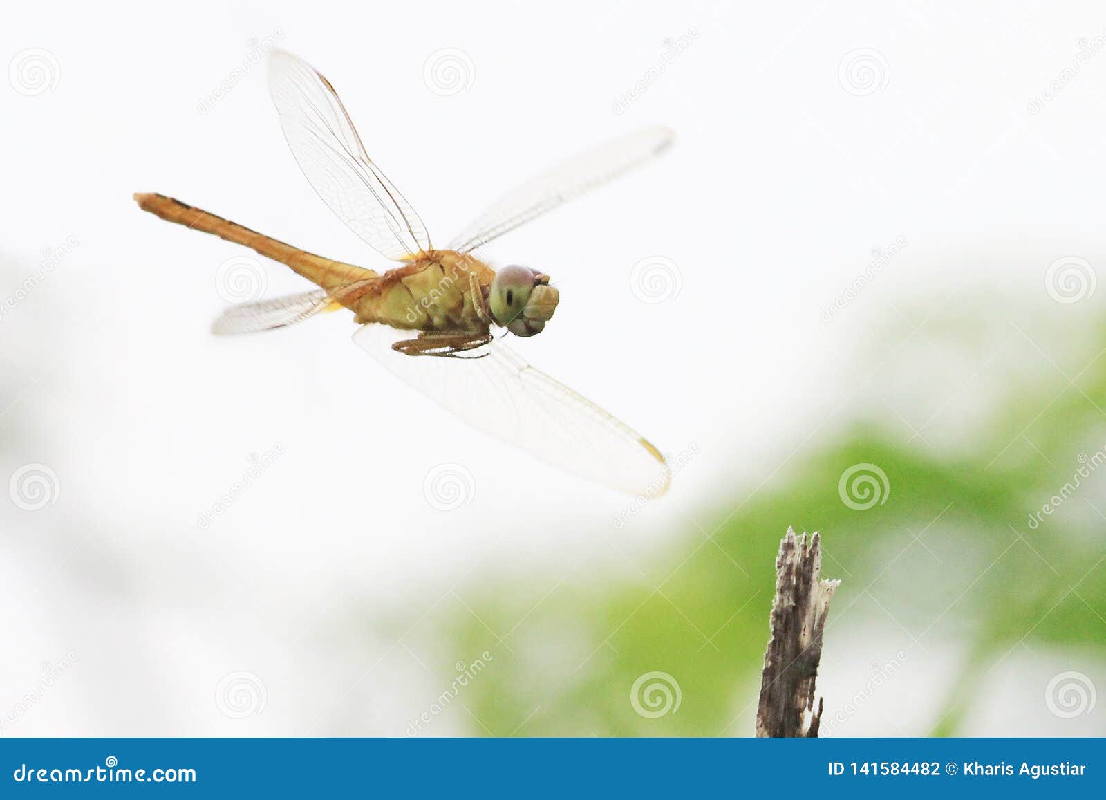 Dragonfly fly away flying stock photo. Image of wings - 141584482