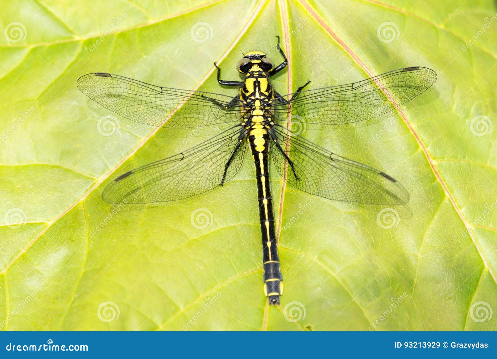 Dragonfly on a maple leaf stock image. Image of nature - 93213929