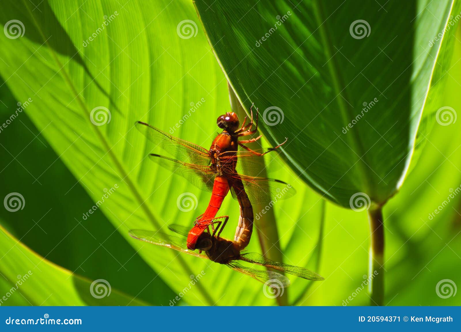 Dragonfly Mate stock image. Image of wings, blue, pest - 20594371