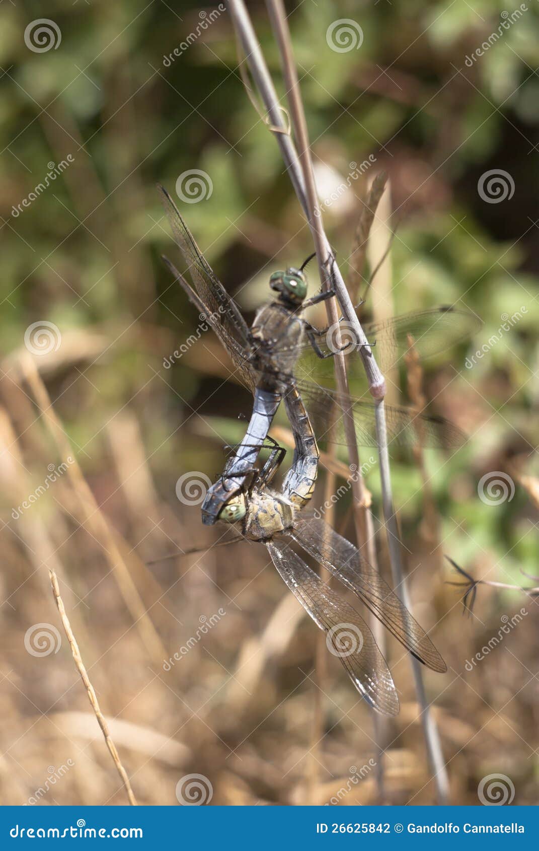 Dragonfly mating stock photo. Image of buzz, closeup - 26625842