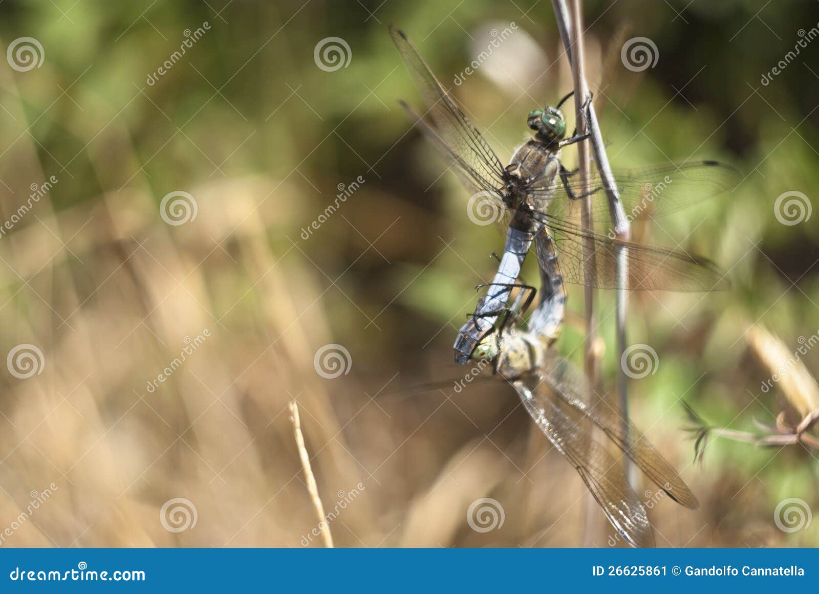 Dragonfly mating stock image. Image of black, chaser - 26625861