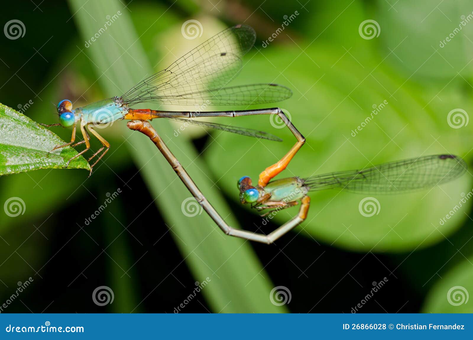 Dragonfly mating stock photo. Image of mating, fragile - 26866028