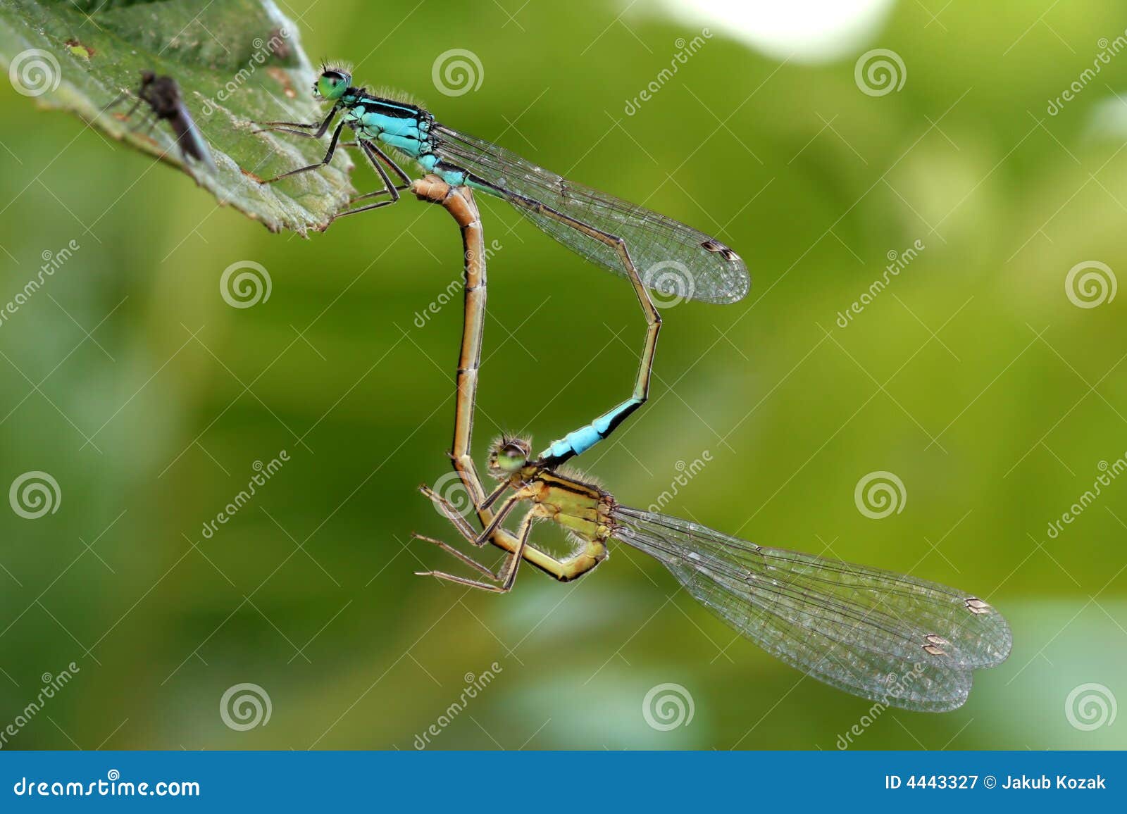 Dragonfly mating stock image. Image of dragon, fragility - 4443327