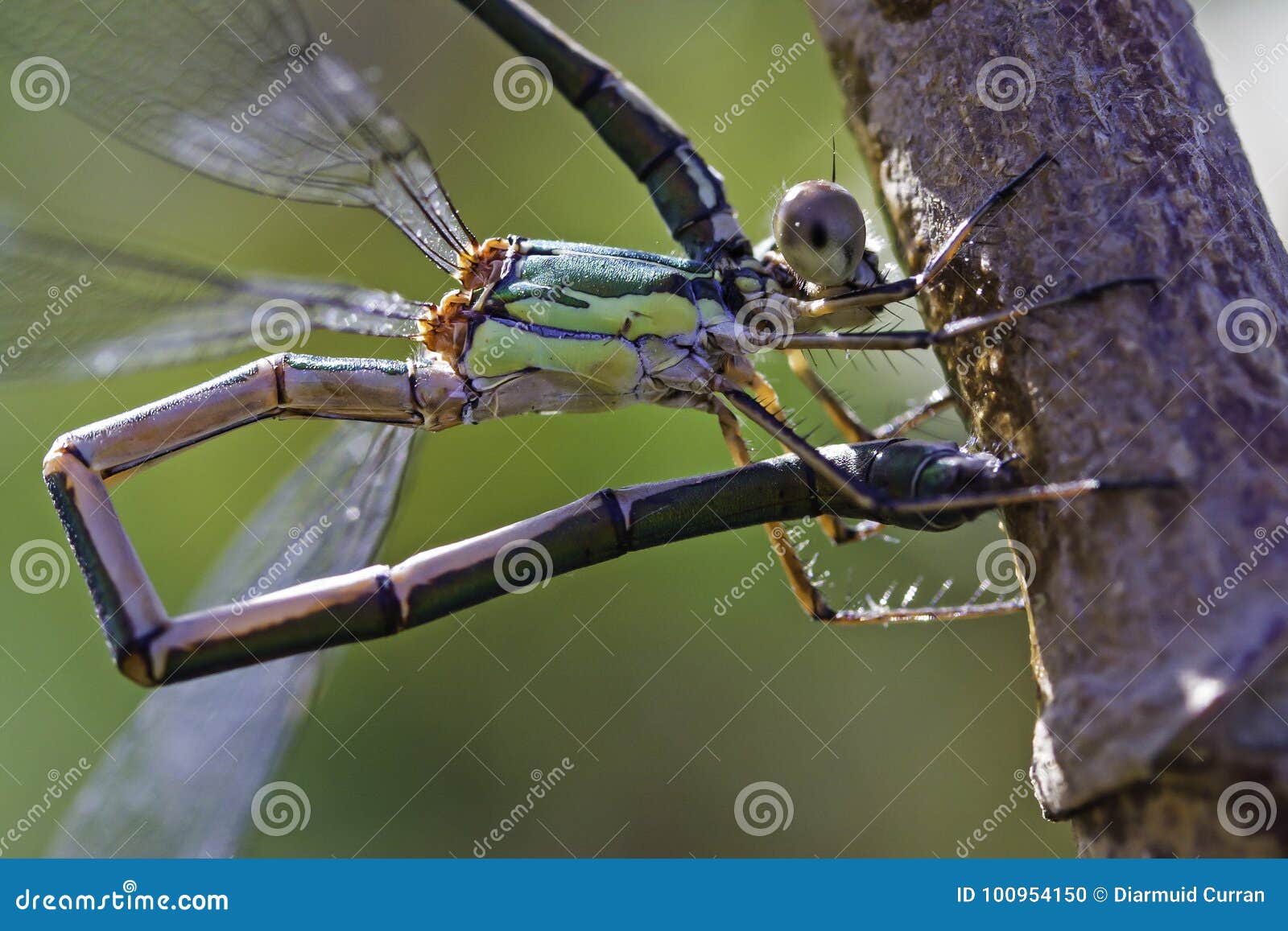 Dragonfly Mating On Oat Leaf Stock Photography | CartoonDealer.com ...