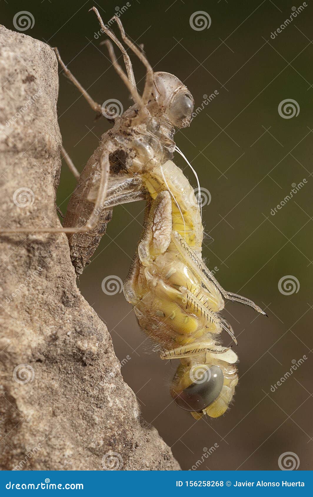 Dragonfly Metamorphosis, Hung on a Rock Stock Photo - Image of bird ...