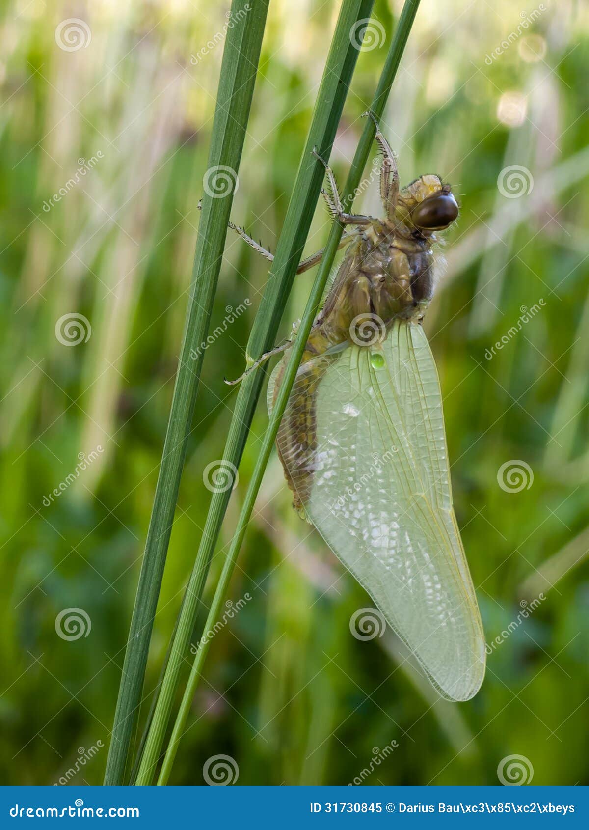 Dragonfly metamorphosis stock image. Image of coast, reborn - 31730845
