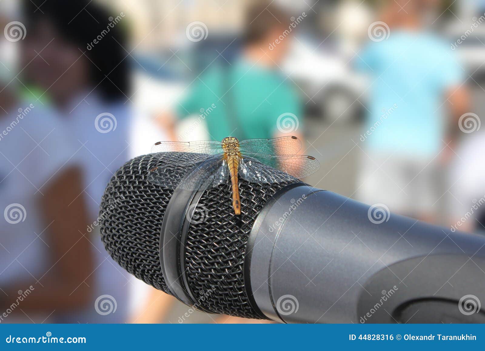 Dragonfly at the Microphone Stock Photo - Image of audio, equipment ...