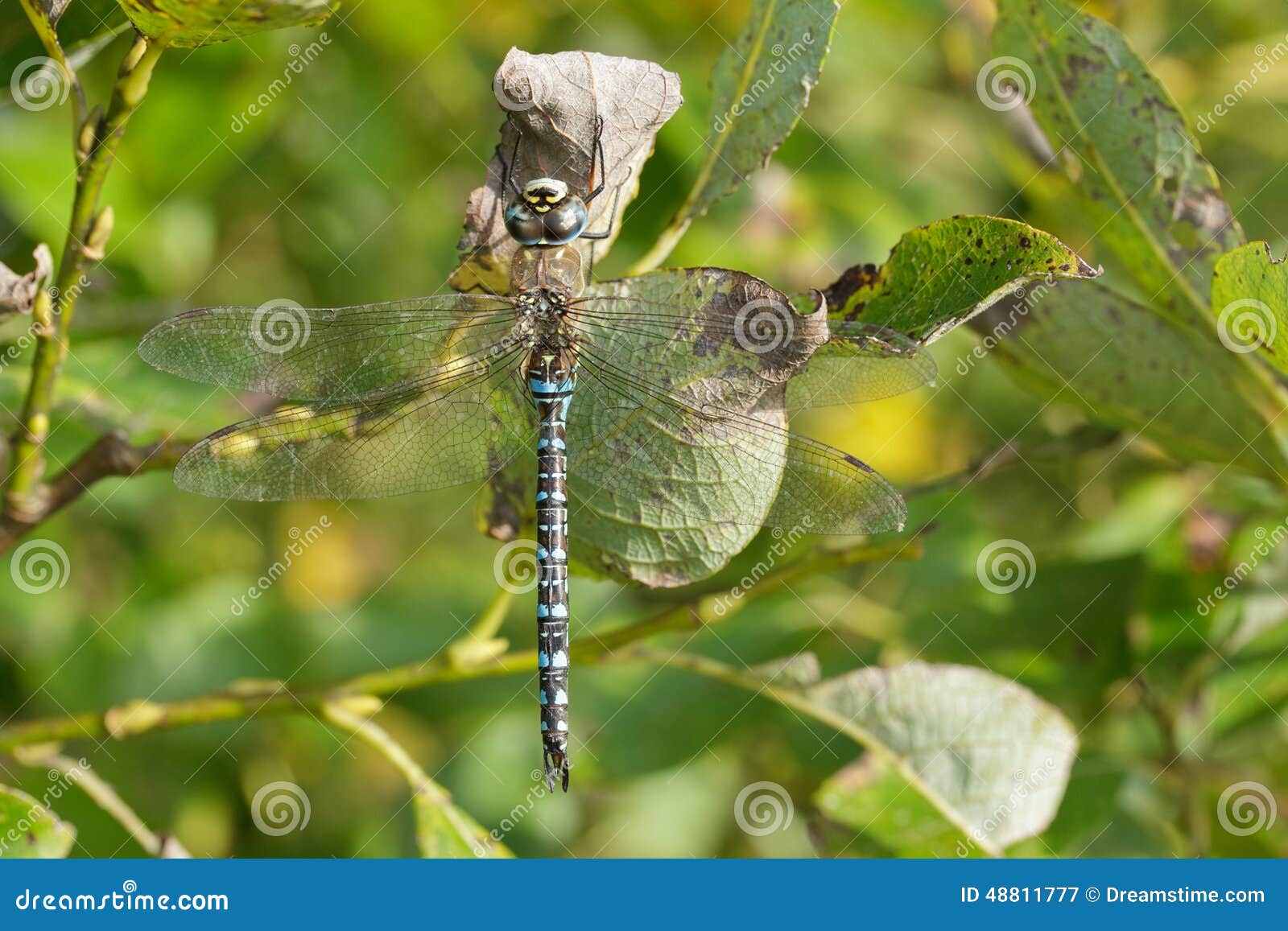 Dragonfly - migrant hawker stock image. Image of migrant - 48811777
