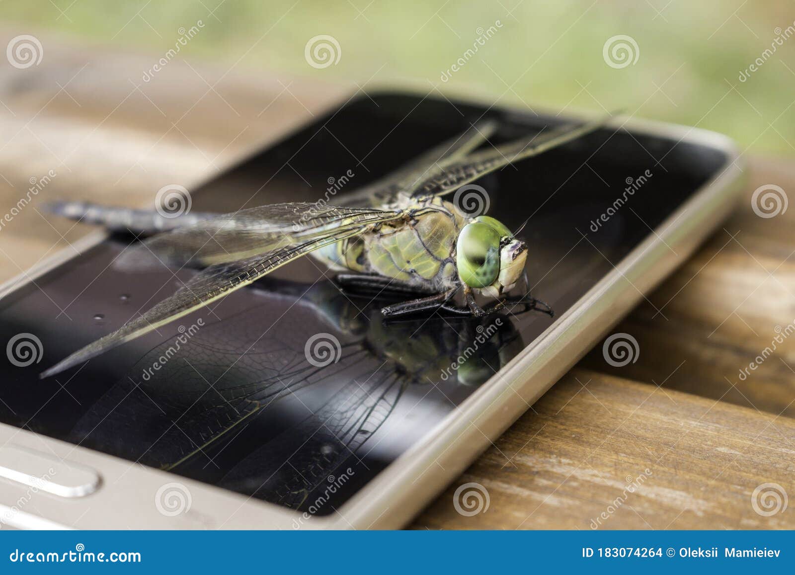 Dragonfly on Mobile Phone, Closeup Stock Photo - Image of office ...