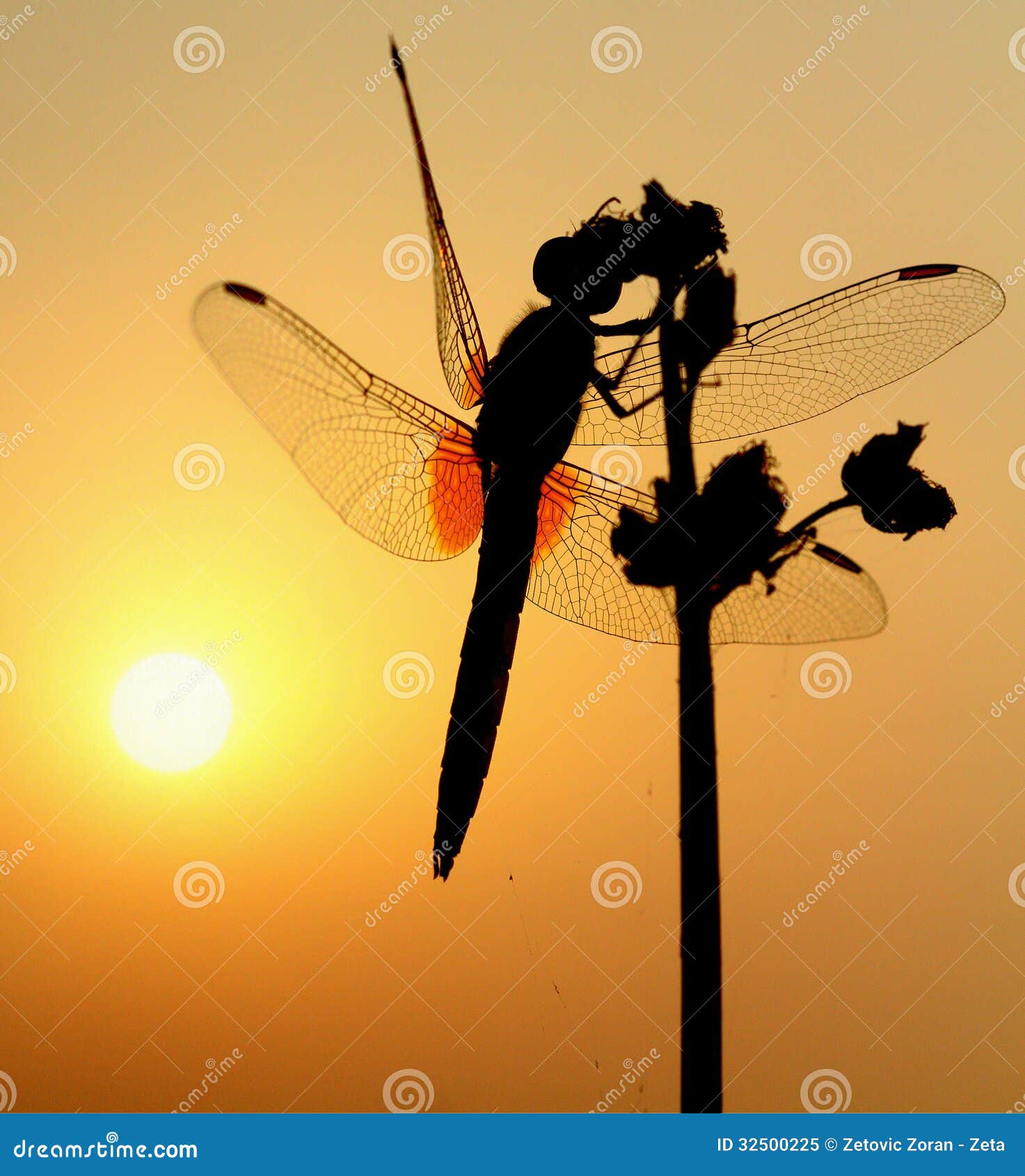 Dragonfly the morning sun stock image. Image of brilliant - 32500225