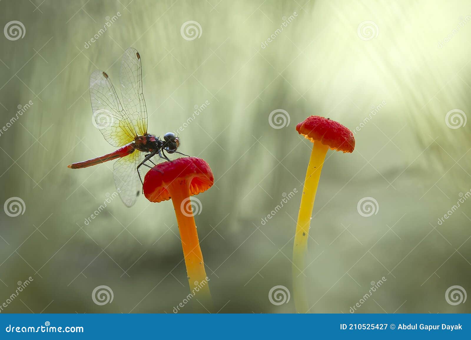 Dragonfly on wild flowers stock image. Image of animal - 210525427