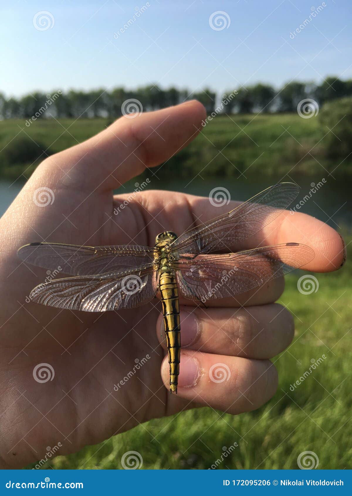 Dragonfly stock photo. Image of green, life, insect - 172095206