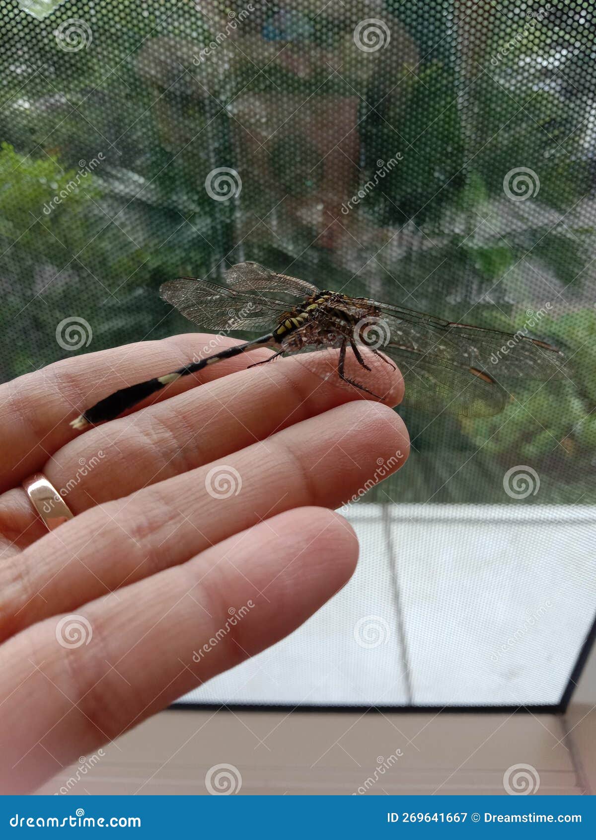 Dragonfly on my hand stock image. Image of invertebrate - 269641667