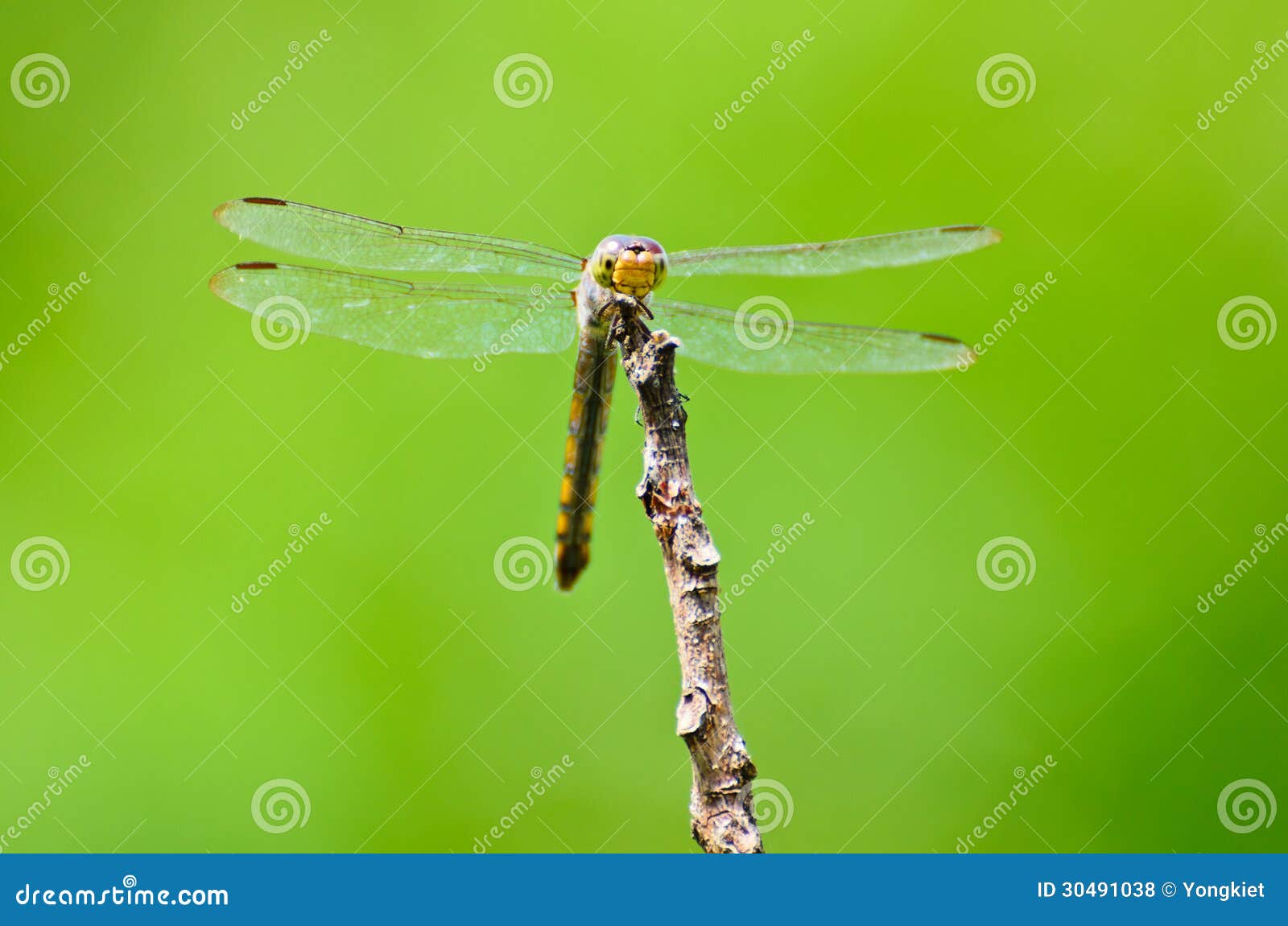 Dragonfly in nature stock photo. Image of perch, face - 30491038