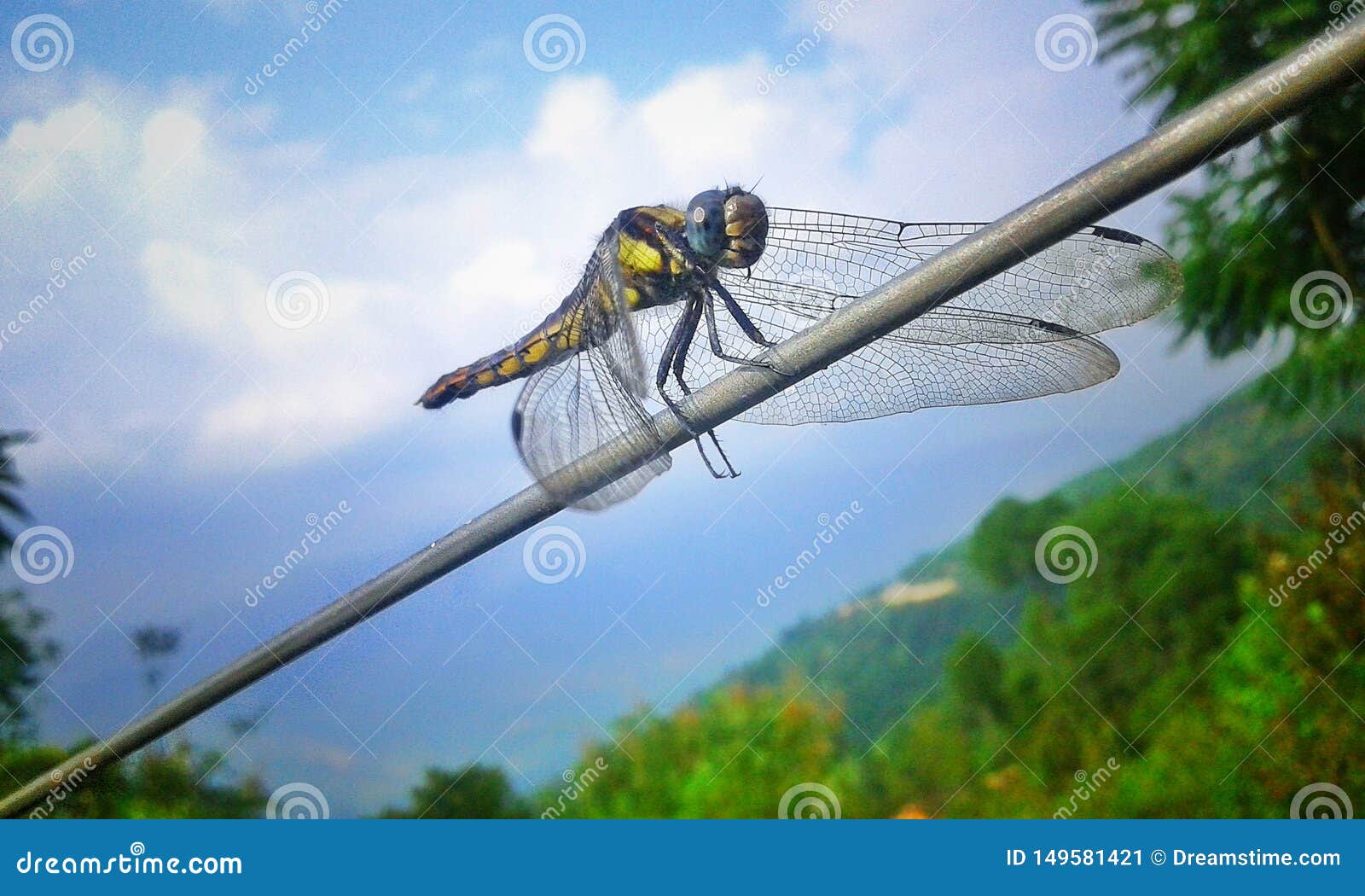 Dragonfly stock image. Image of hills, trees, insect - 149581421
