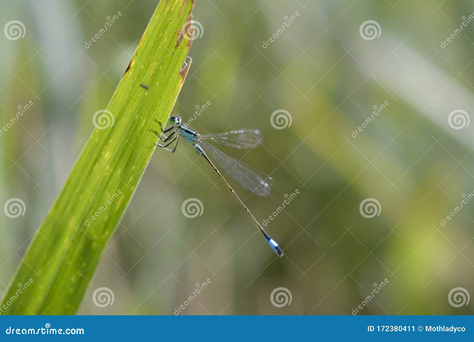 Dragonfly Nature Macro Wildlife Stock Image - Image of dragonfly, macro ...