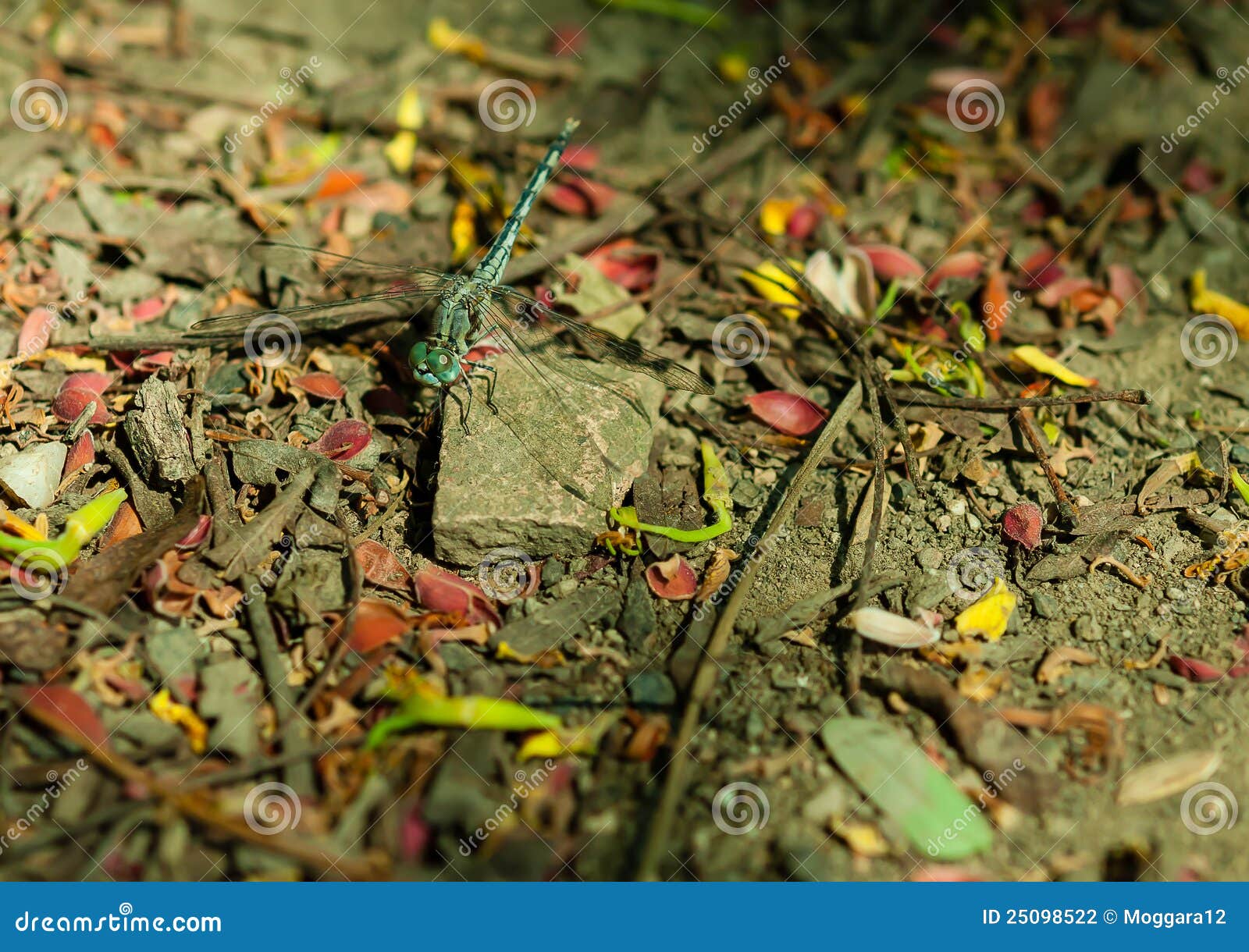 Dragonfly in Nature on Rock Stock Photo - Image of legs, insect: 25098522