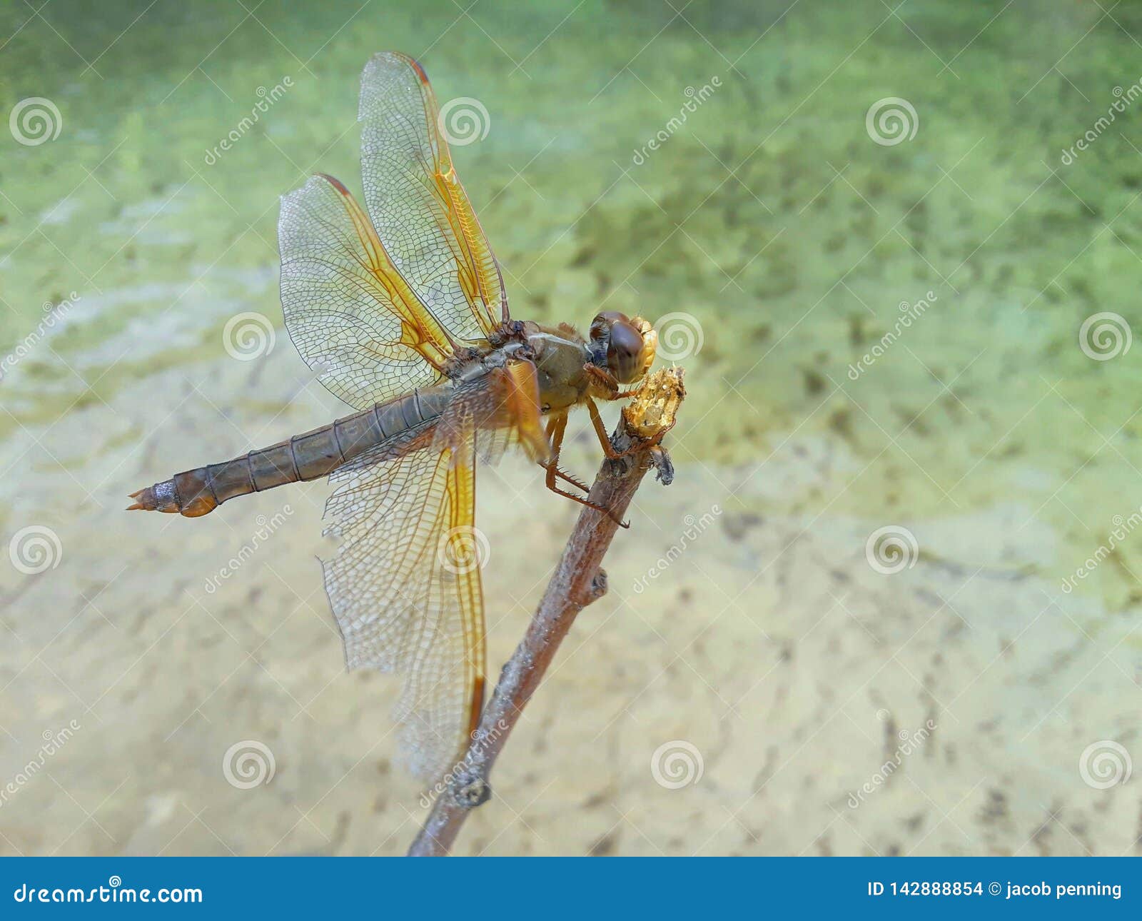 Dragonfly stock photo. Image of dragonfly, summer, water - 142888854