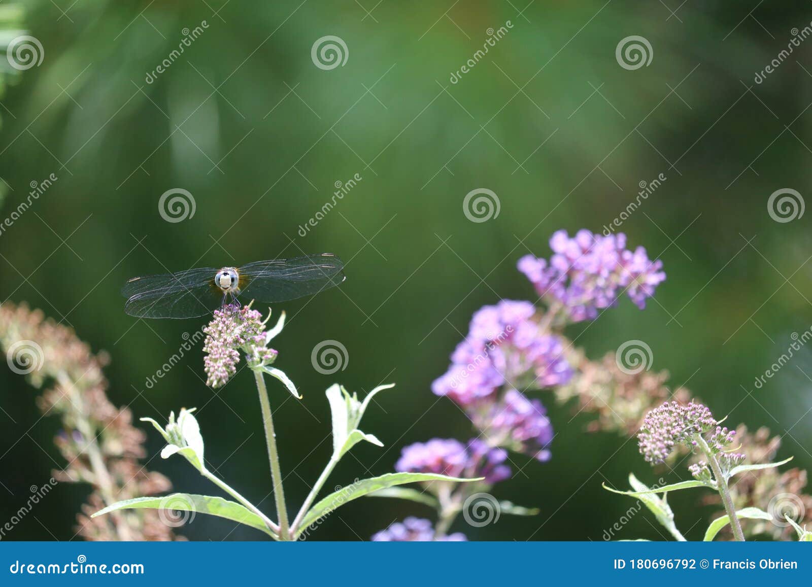 Dragonfly Sample Stock Photos - Free & Royalty-Free Stock Photos from ...