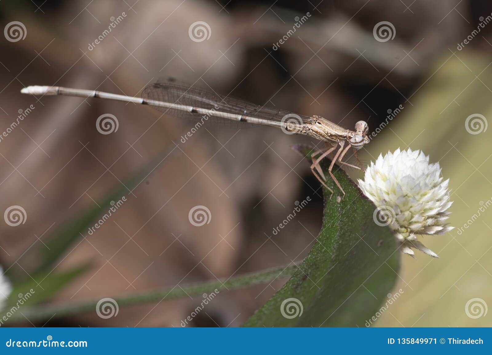 Dragonfly needle, insect stock image. Image of animal - 135849971