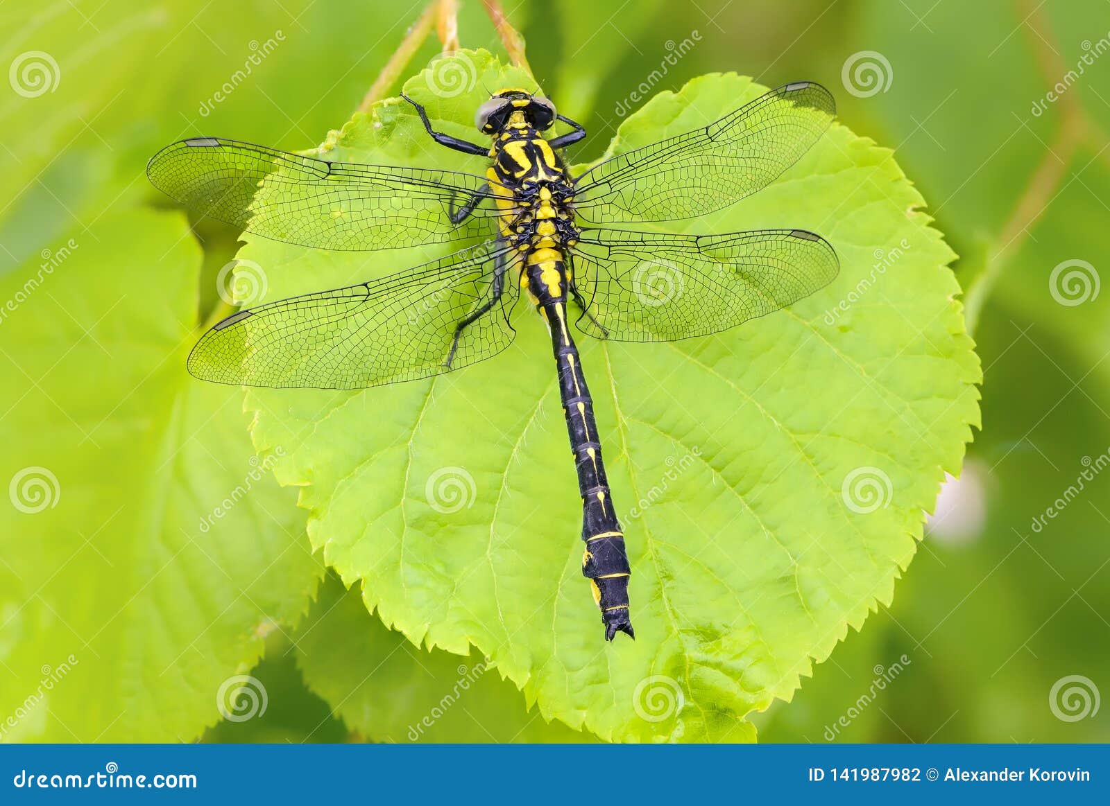 Dragonfly with Net Wings Sits on a Round Leaf Stock Photo - Image of ...