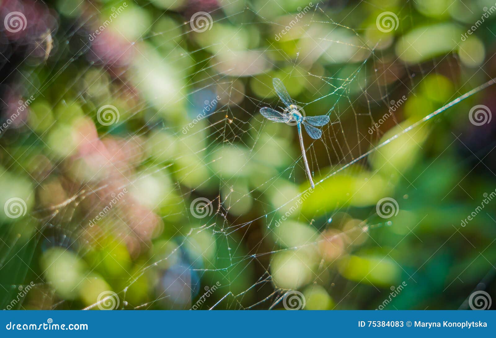 Dragonfly in the Nets of a Spider Stock Image - Image of enclosed ...