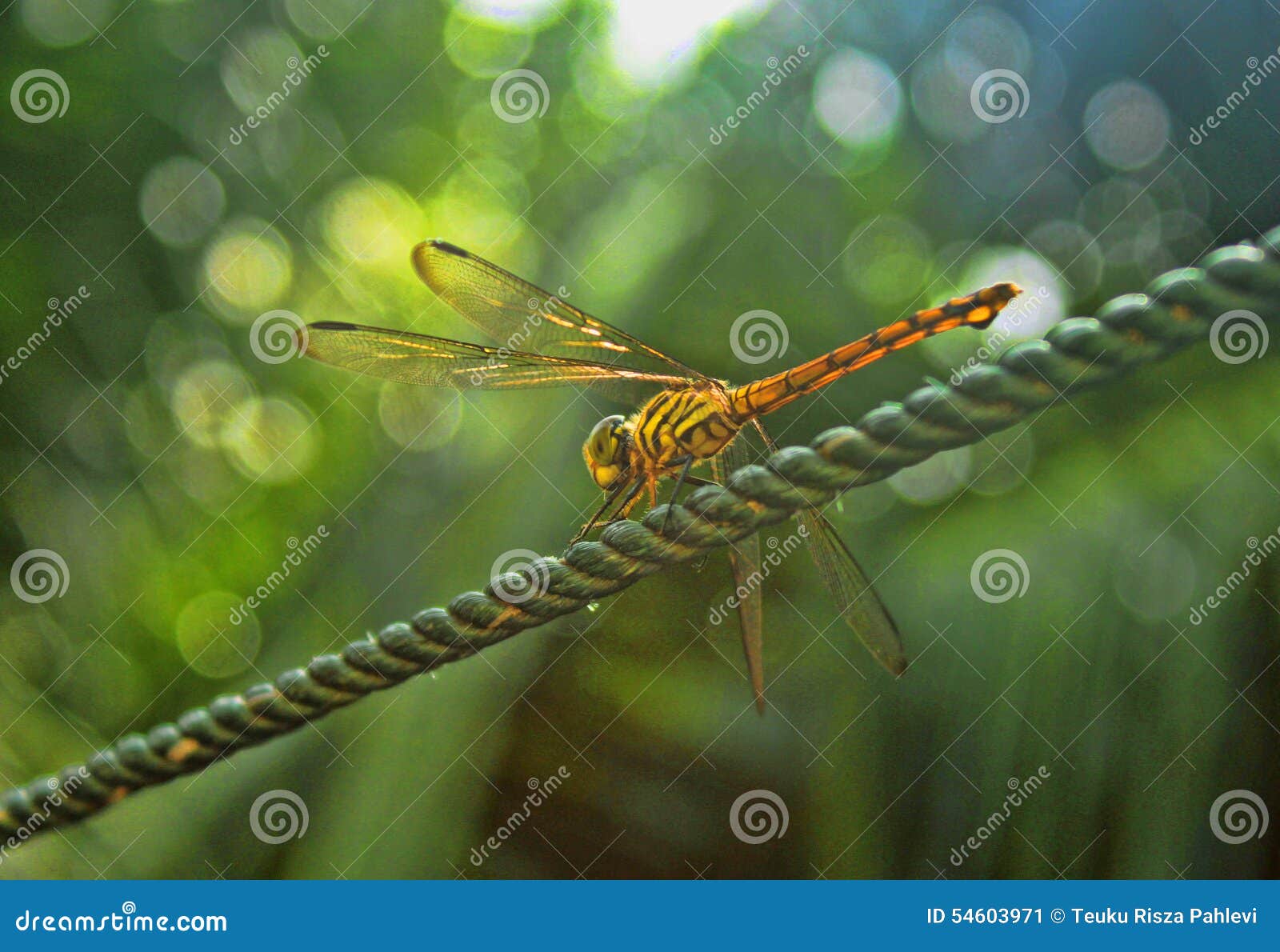 Dragonfly stock image. Image of insect, nature, flying - 54603971