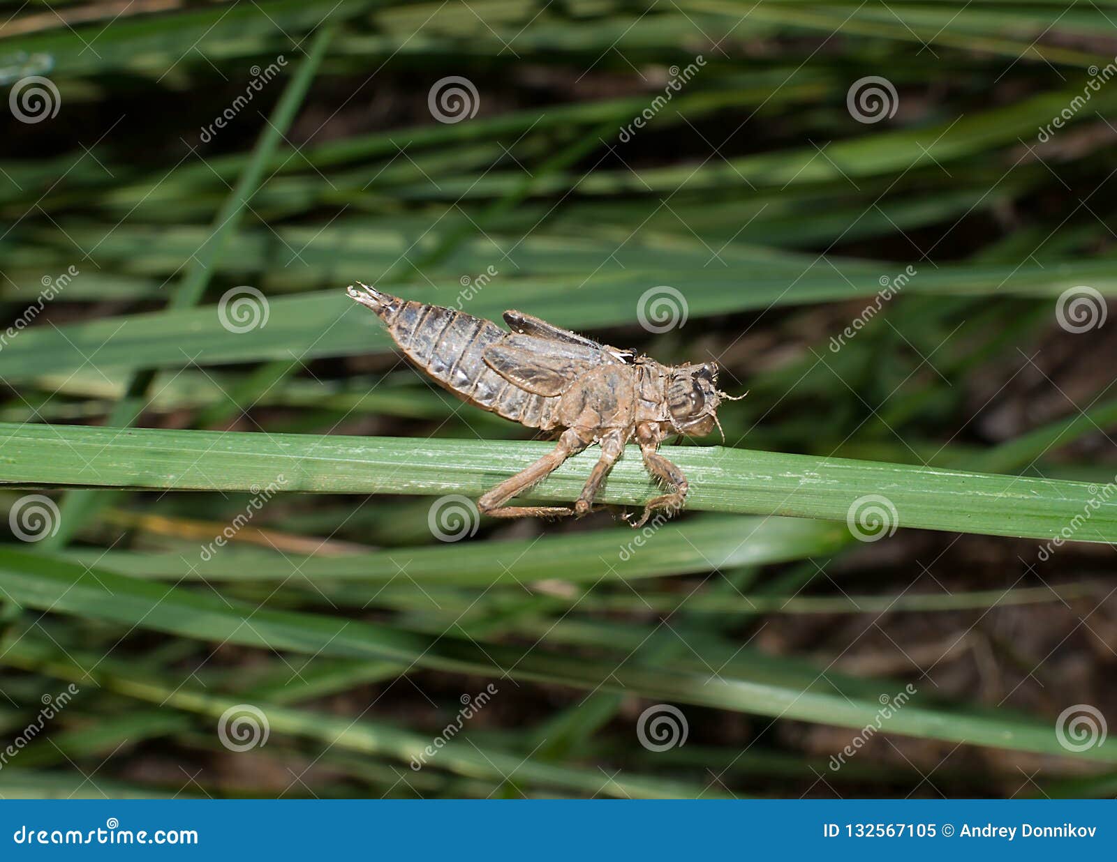 Dragonfly Nymph Pupa Shell on a Grass Stock Image - Image of emerging ...