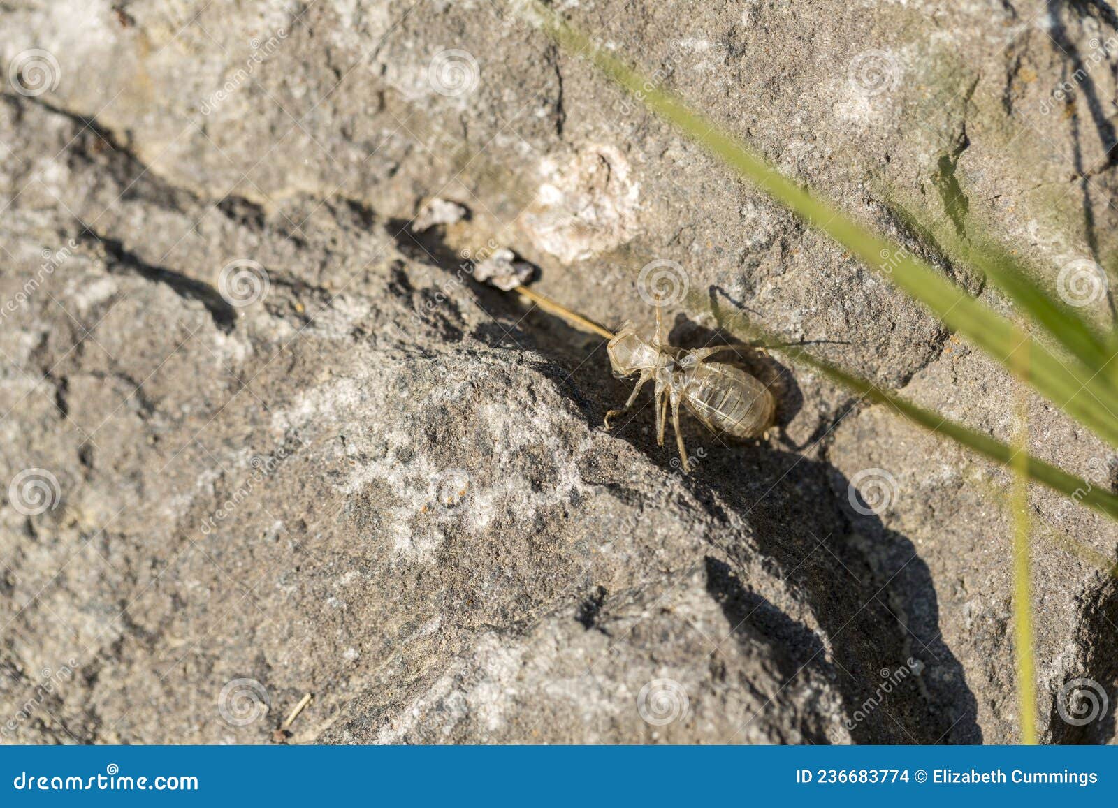 Dragonfly Nymph Shell Discarded after Hatching on a Gray Rock Stock ...