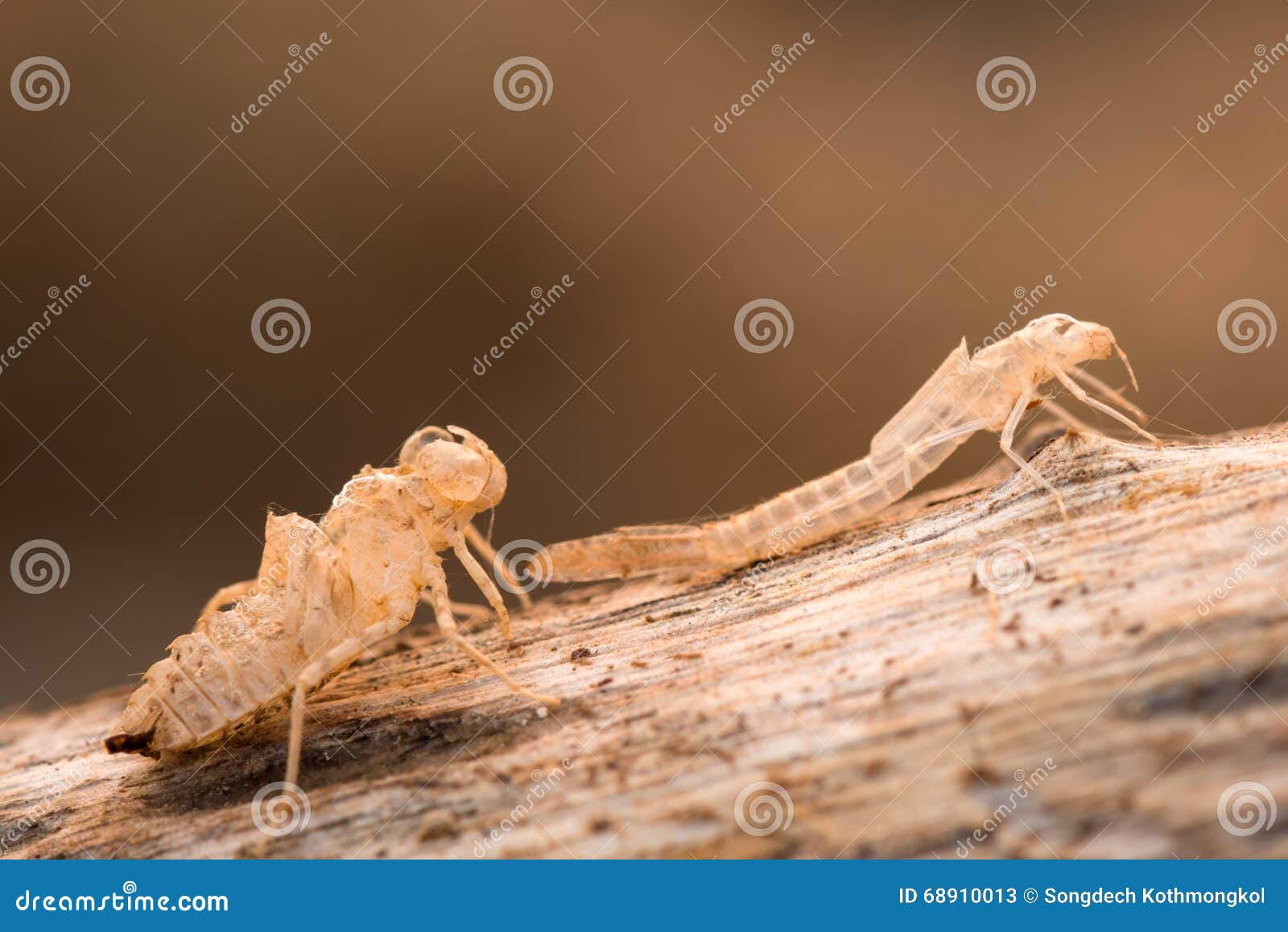 Dragonfly nymph shell stock image. Image of animal, wild - 68910013