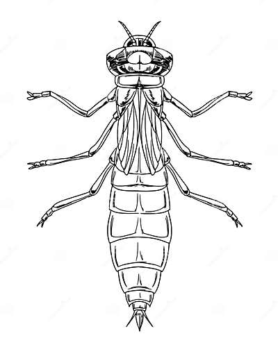 Dragonfly nymph stock illustration. Illustration of immature - 33356923